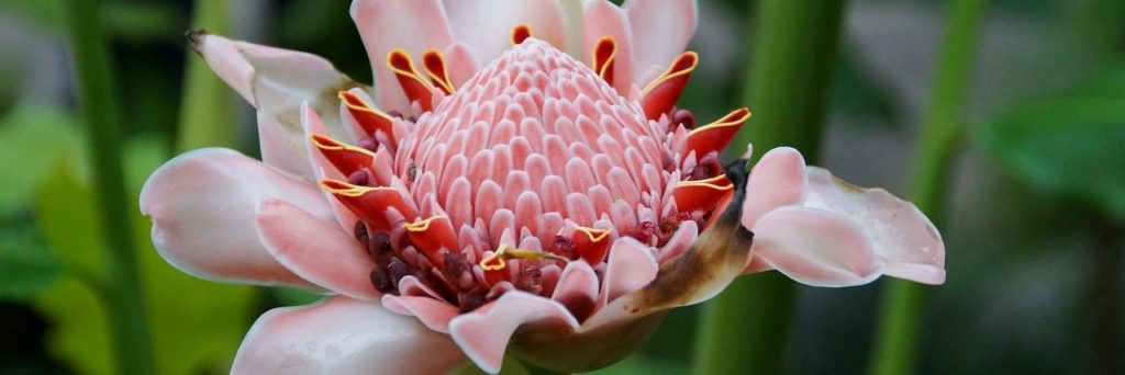 Ingwer einpflanzen und Pflanze selbst ziehen | Hausfarm.de